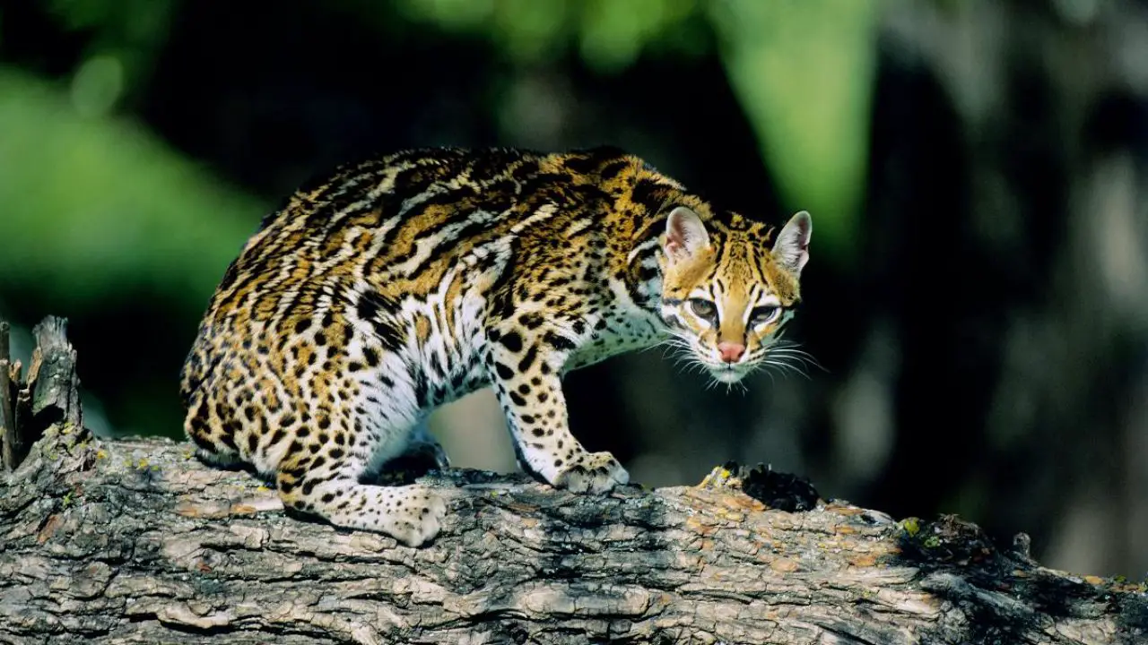 Animales de México: Las especies originarias de México más asombrosas