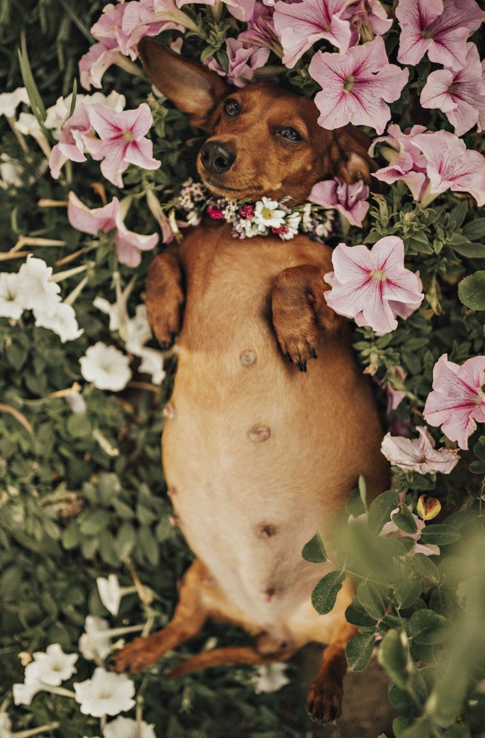 200+ Nombres de perritas (con significado) ¡Lindos, coquetos y tiernos!