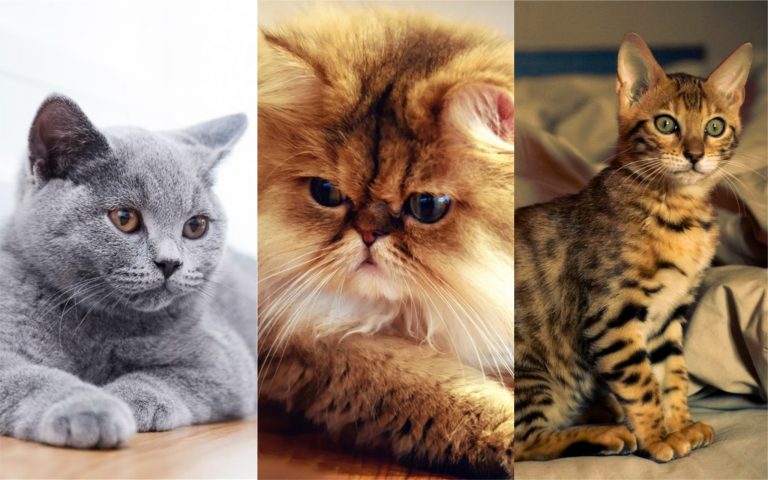+55 Razas de gatos populares, tiernas y extrañas del mundo felino