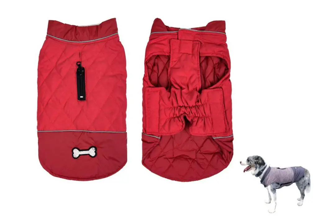 Trajes para perros: +22 opciones (adorables) para vestir a tu mascota