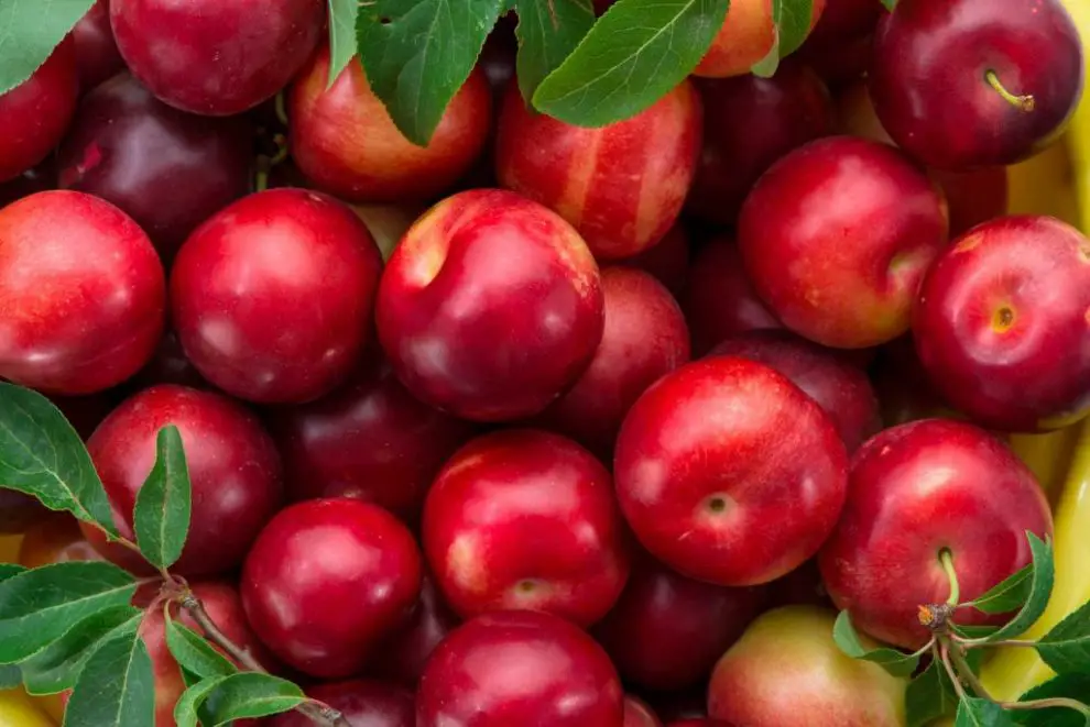 Frutas rojas ¡Características, propiedades y beneficios para la salud!