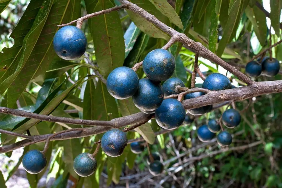 12 Frutas amargas ¡Propiedades y beneficios de consumirlas!