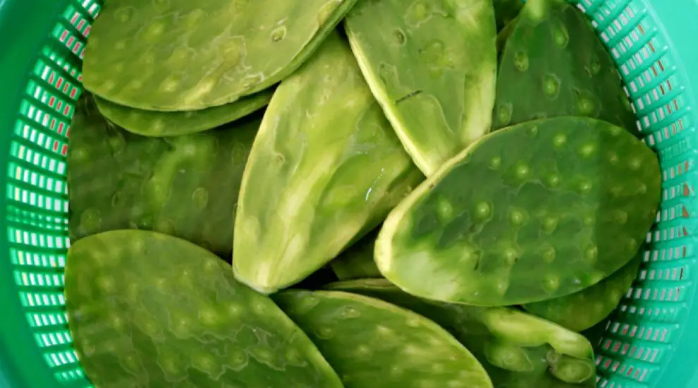 Recetas con nopal para hacer 10 comidas tradicionales mexicanas