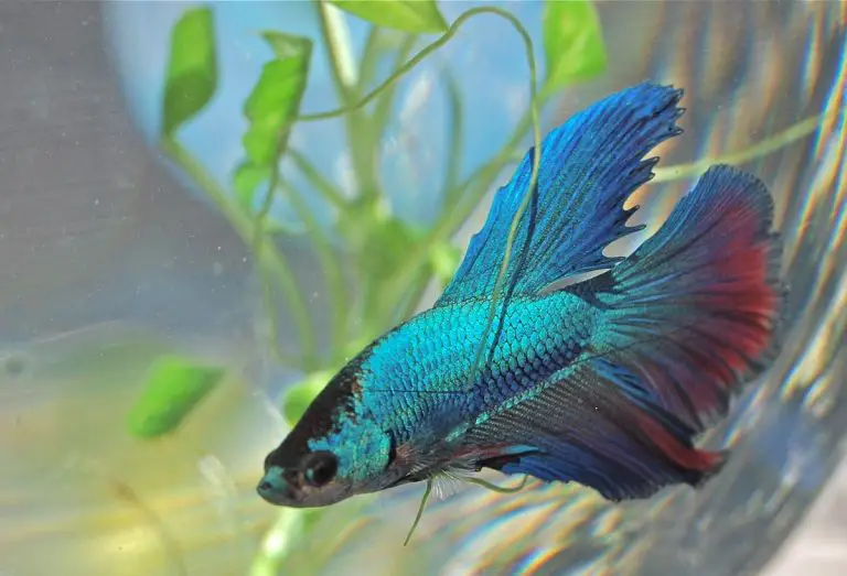 Peces para niños ¿Cuál elegir como mascotas para los pequeños?