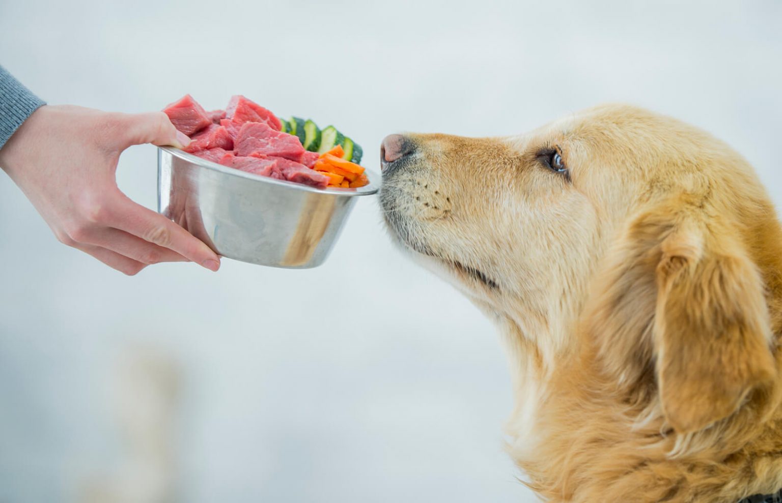 Como hacer comida para perros: ¡Recetas para hacer feliz a tu mascota!