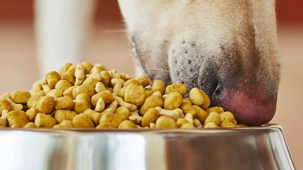 Como hacer comida para perros: ¡Recetas para hacer feliz a tu mascota!