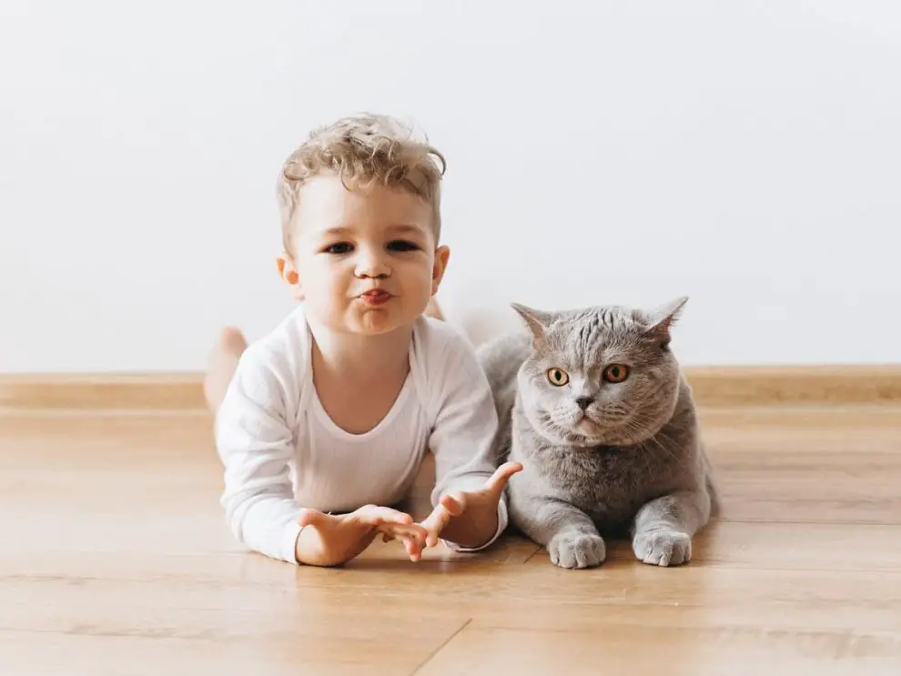 ¿Cuál es el mejor gato para niños? ¡+7 Razas ideales para tener en casa!