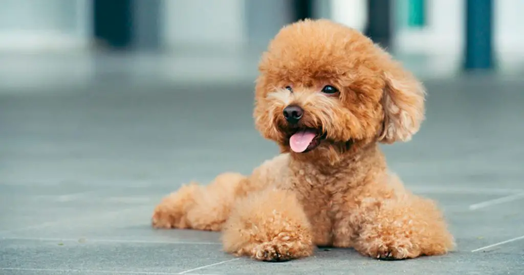 ¿Cuáles son las mejores razas de perros para niños?