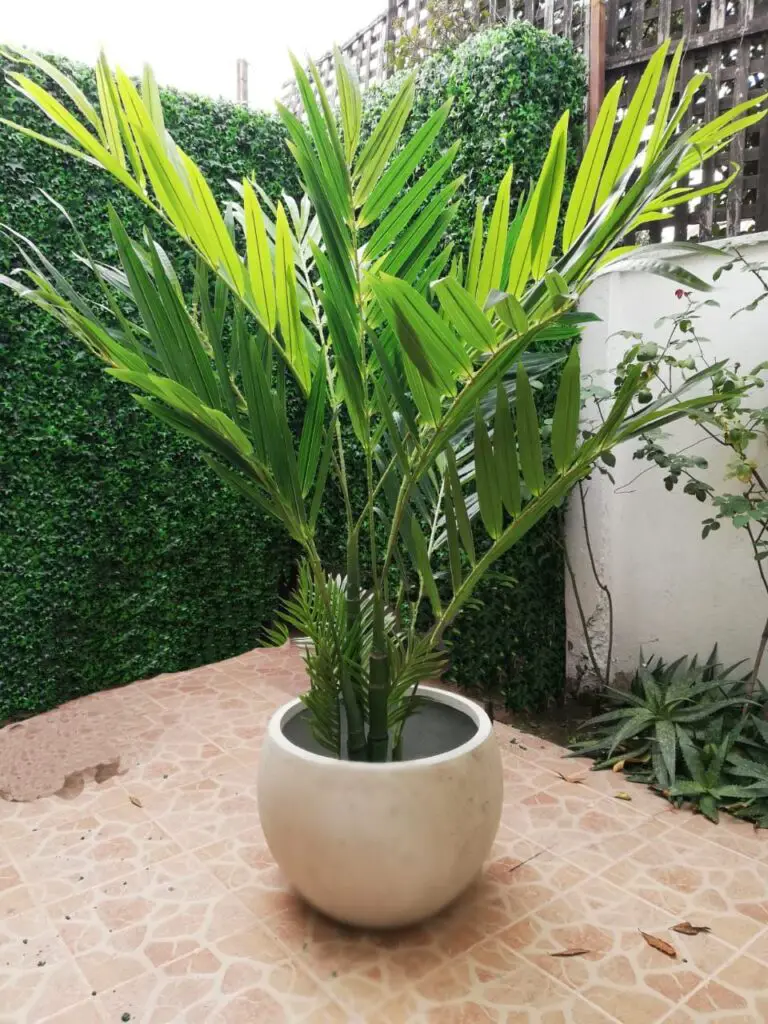 Planta Areca, la palmera de interior ideal para decorar tus espacios