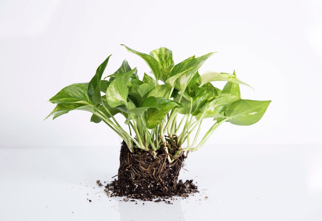 Potus cuidados: ¿Cómo cuidar tus plantas trepadoras?