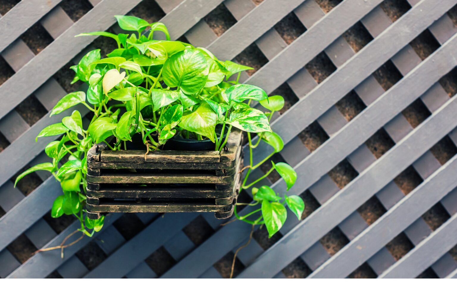 Potus: Una planta de interiores para purificar tu ambiente