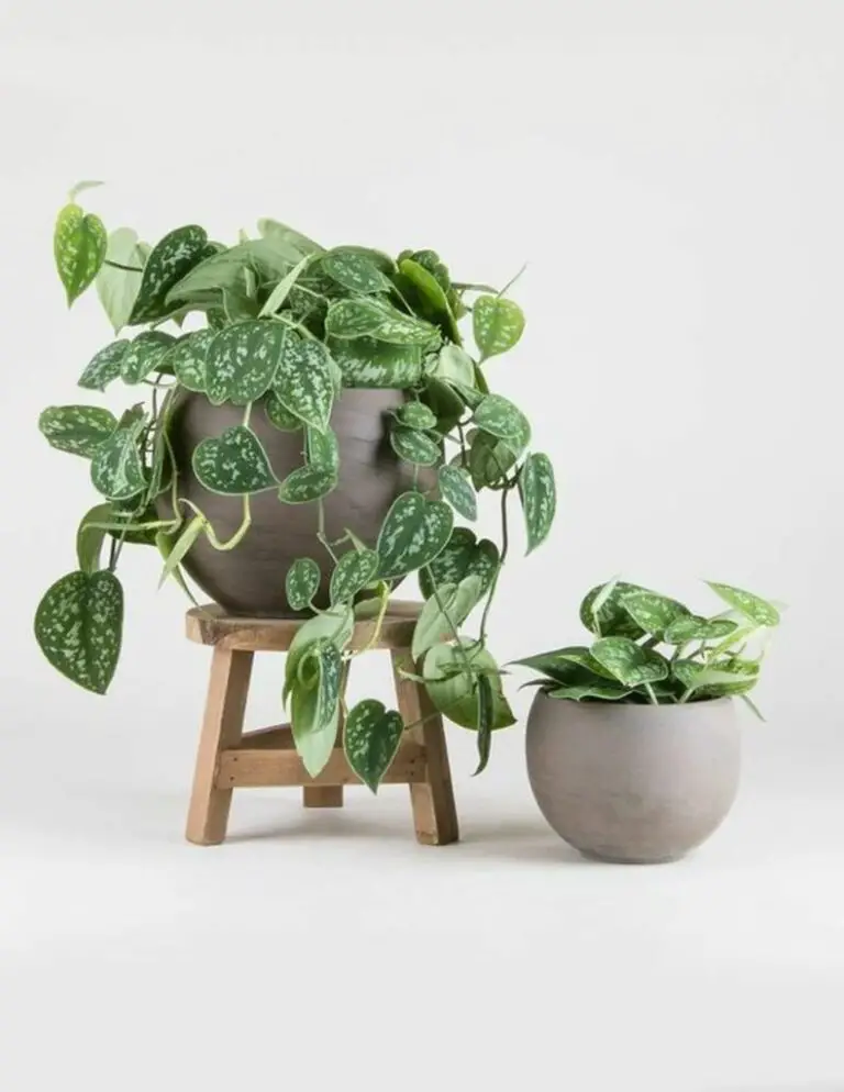 Potus: Una planta de interiores para purificar tu ambiente