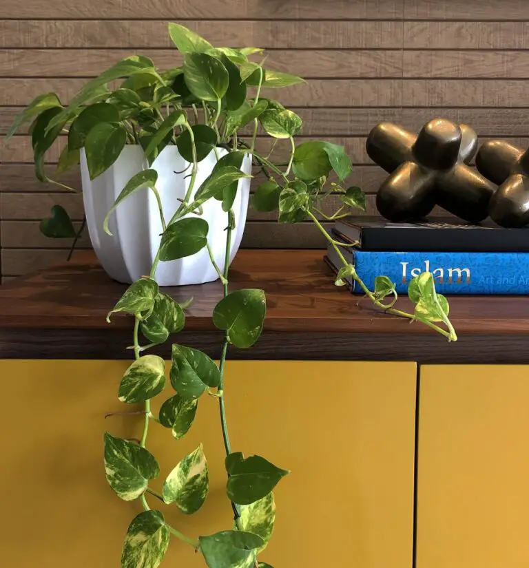 Potus: Una planta de interiores para purificar tu ambiente