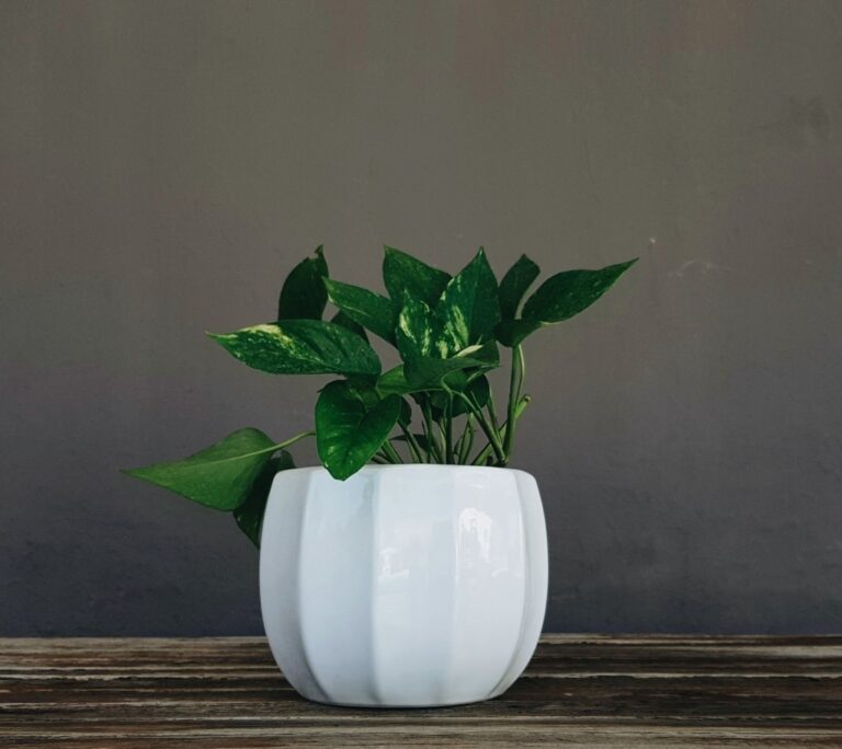 Potus: Una planta de interiores para purificar tu ambiente