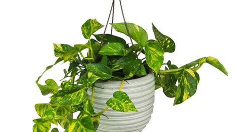 Potus: Una planta de interiores para purificar tu ambiente