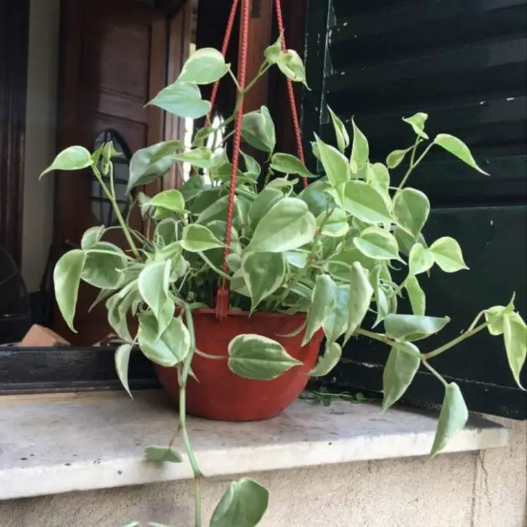 Potus: Una planta de interiores para purificar tu ambiente