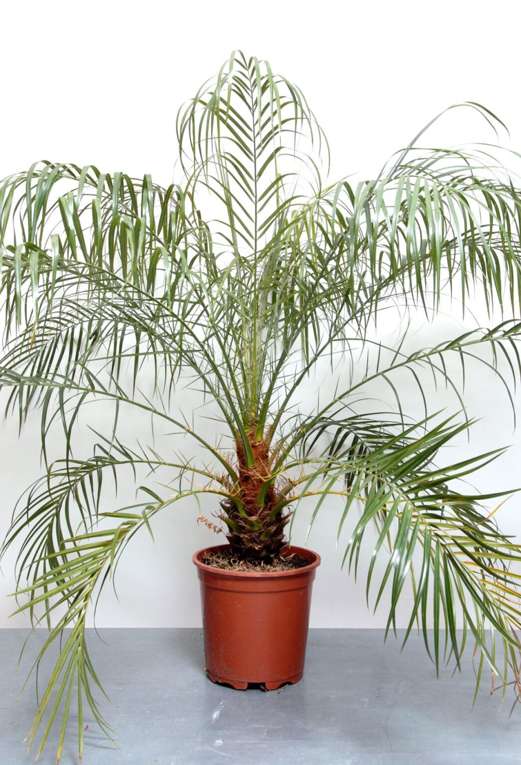 +12 Palmeras de interiores para transformar la decoración de tu hogar