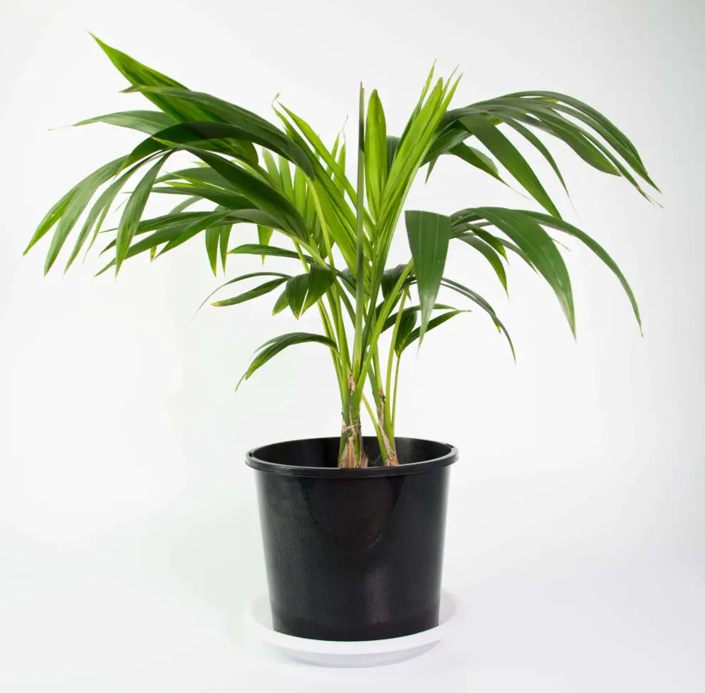 +12 Palmeras de interiores para transformar la decoración de tu hogar