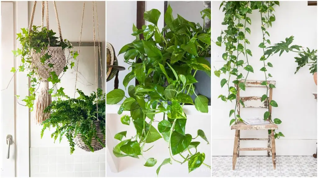 Ideas con Plantas Trepadoras de Interior para decorar tu casa