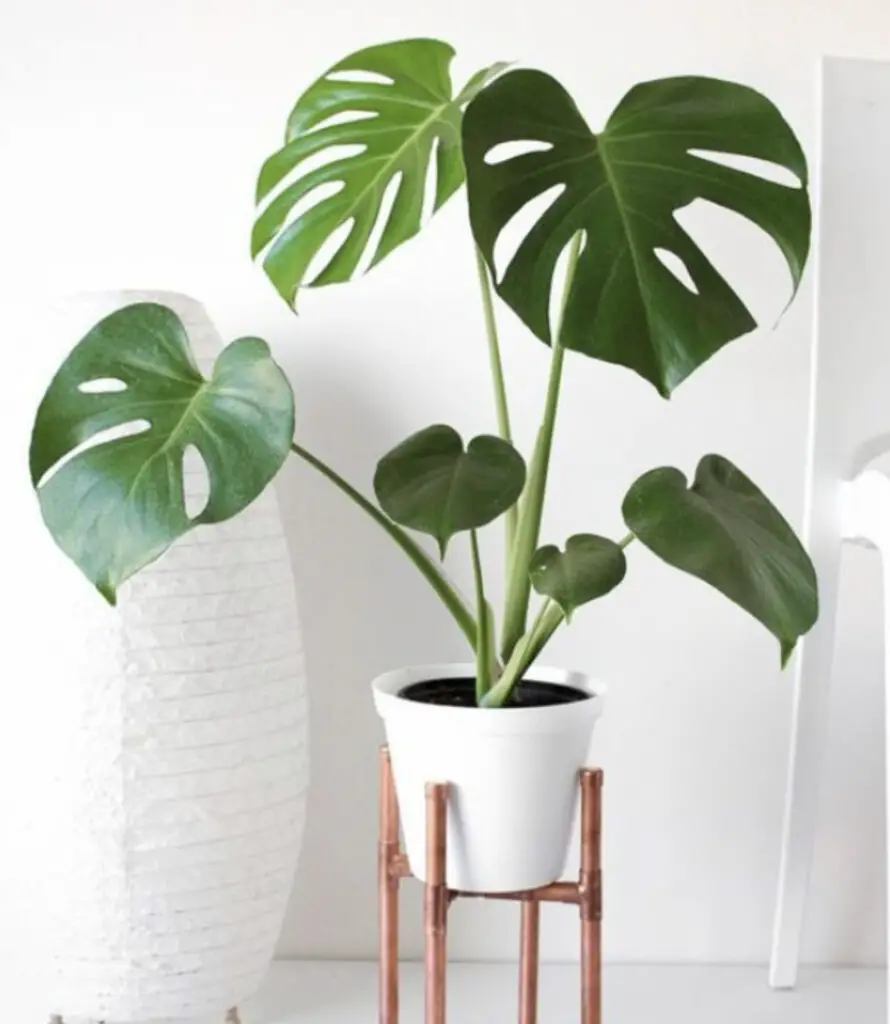 Lista de plantas de interior nombres: Tipos y características