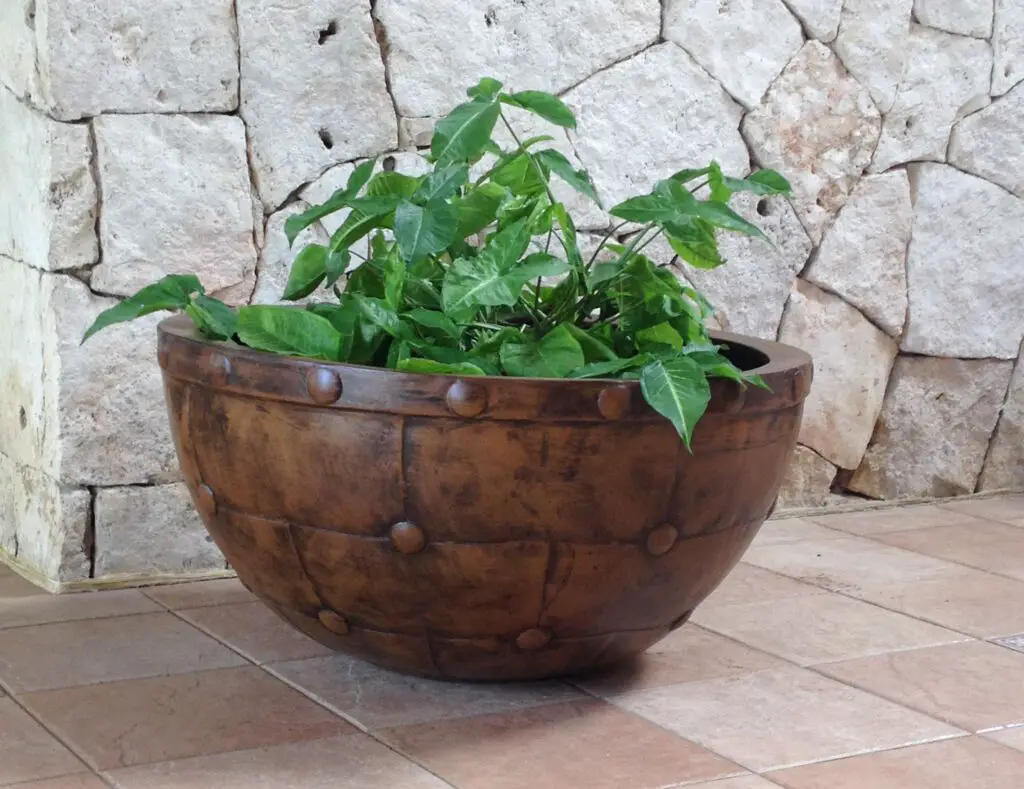 ¿Sabes cuáles son las mejores macetas de interior para tus plantas?