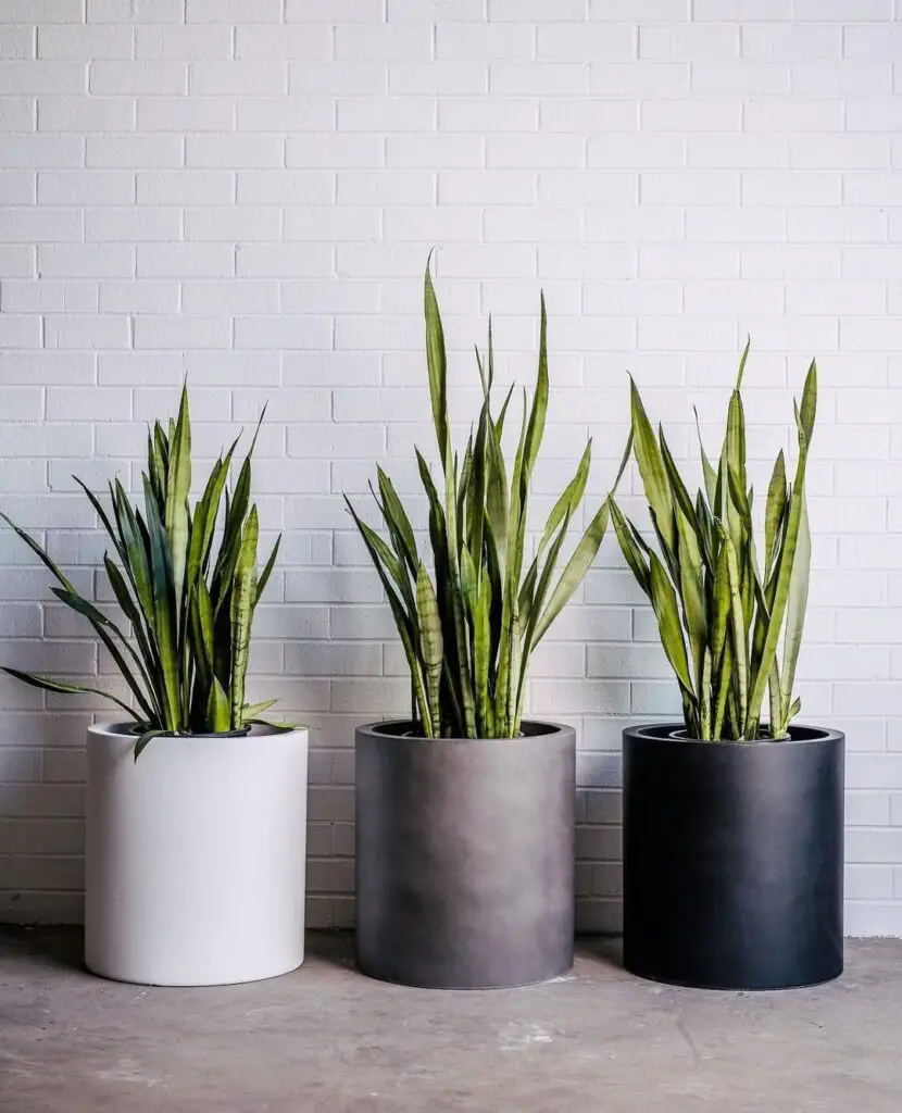 La mejores macetas de interior grandes para plantas altas y frondosas