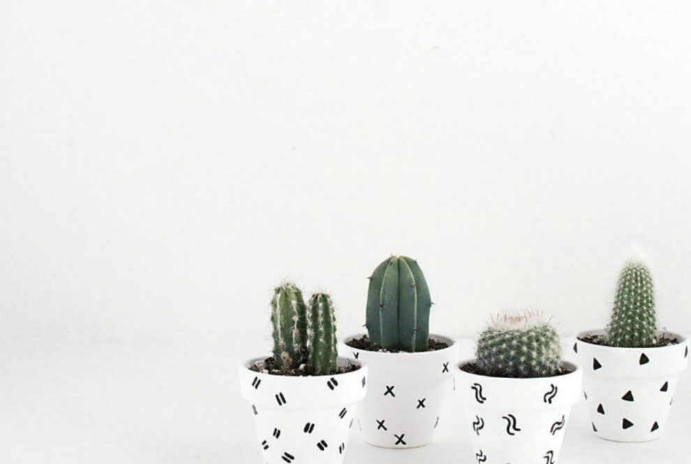 Macetas para plantas de interior ¿Cómo elegir la apropiada?