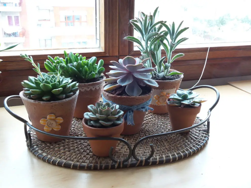 Macetas para plantas de interior ¿Cómo elegir la apropiada?