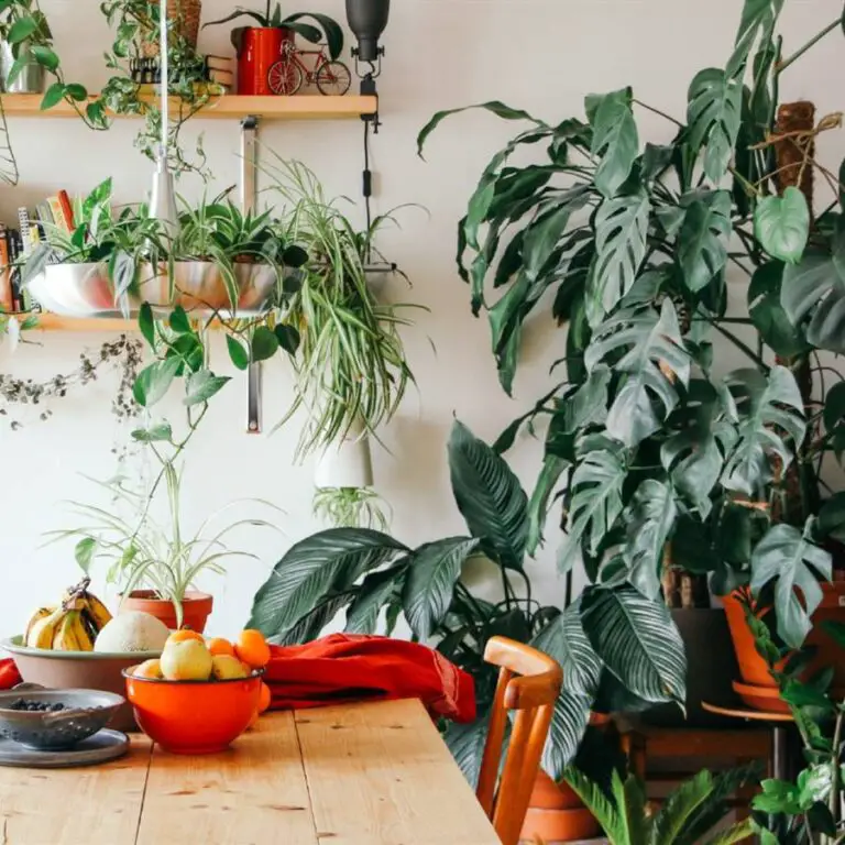 Las mejores plantas de sombra para interiores