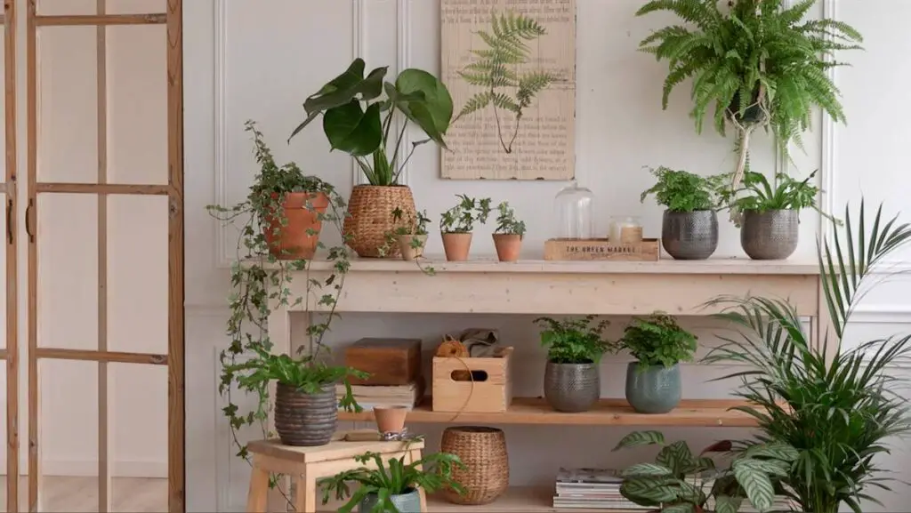 Las mejores plantas de sombra para interiores