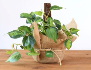 Potus: Una planta de interiores para purificar tu ambiente