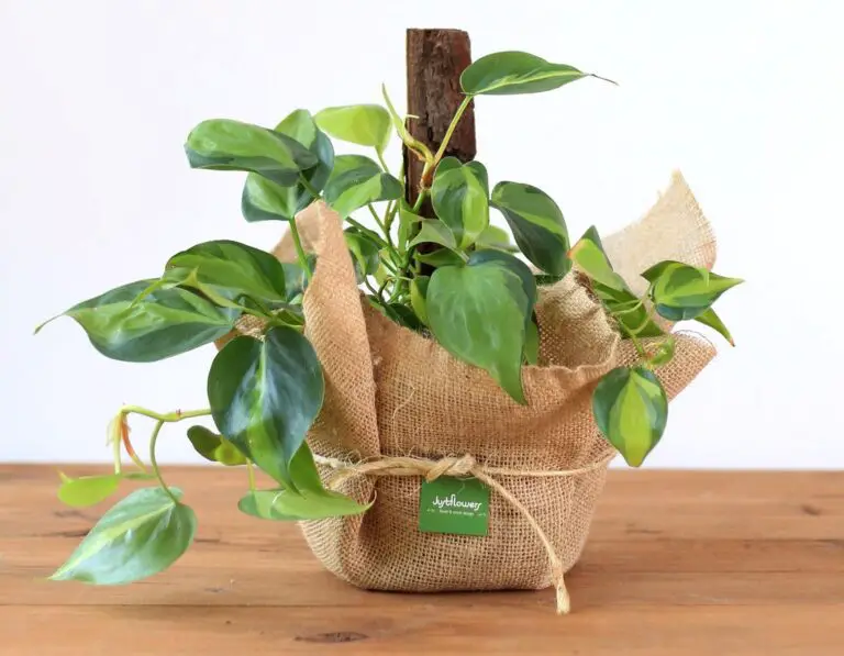 Potus: Una planta de interiores para purificar tu ambiente