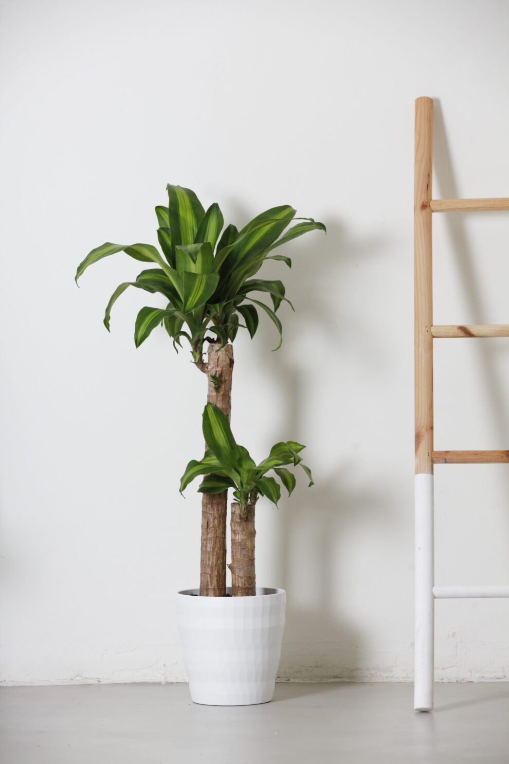 Las 20 mejores matas de interior resistentes, duraderas y fáciles de cuidar