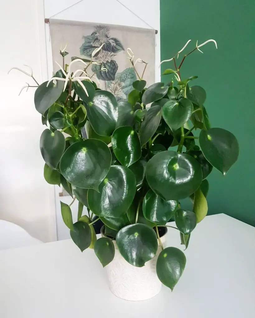 Las mejores plantas de sombra para interiores