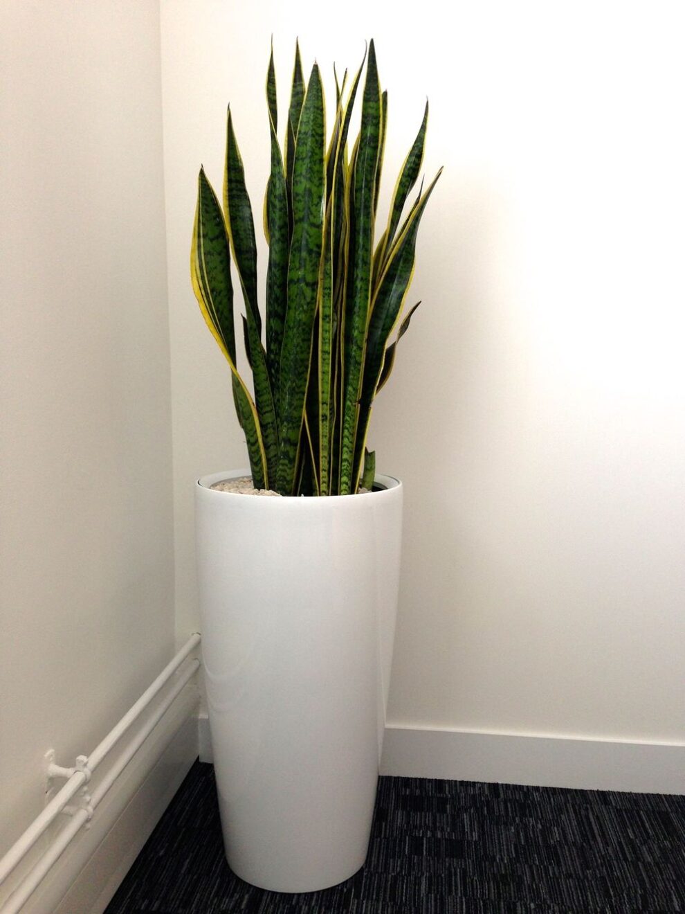 Las mejores plantas de sombra para interiores