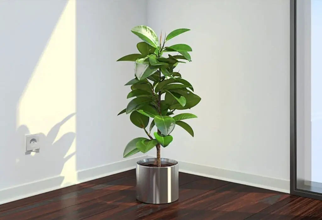 Las mejores plantas de sombra para interiores