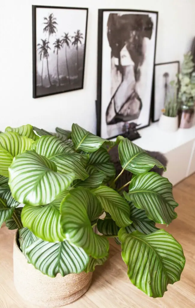 Las mejores plantas de sombra para interiores