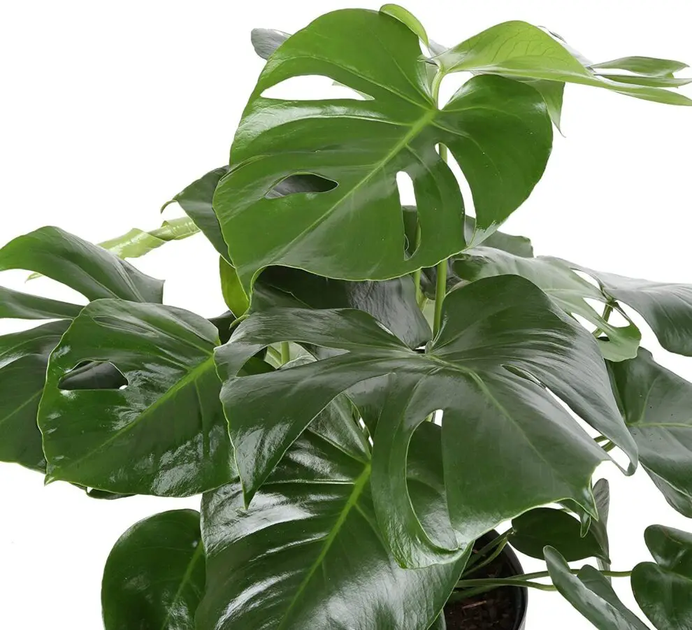 +26 hermosas plantas naturales de interior para decorar espacios