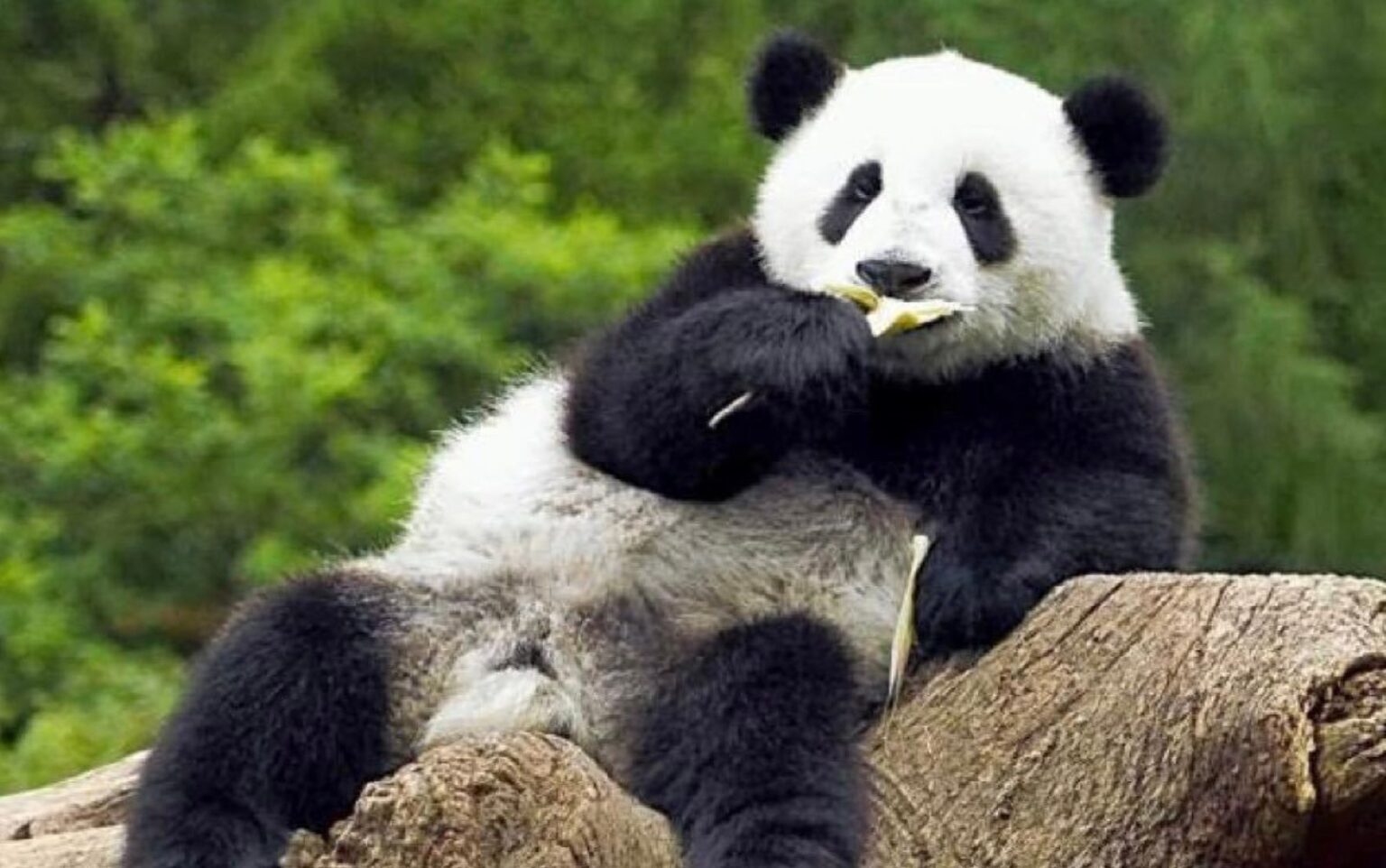 +139 Curiosidades de los tiernos y hermosos pandas