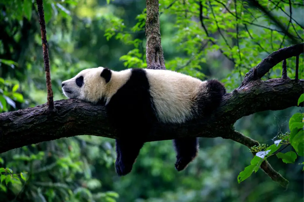 +139 Curiosidades de los tiernos y hermosos pandas