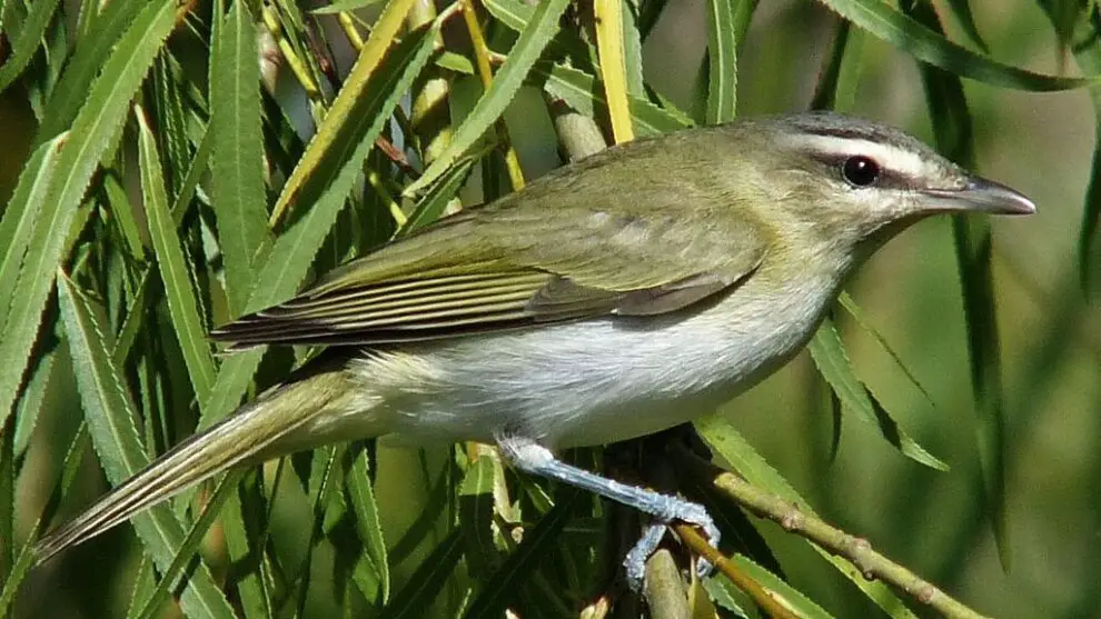 Animales silvestres: Especies, ejemplos y características