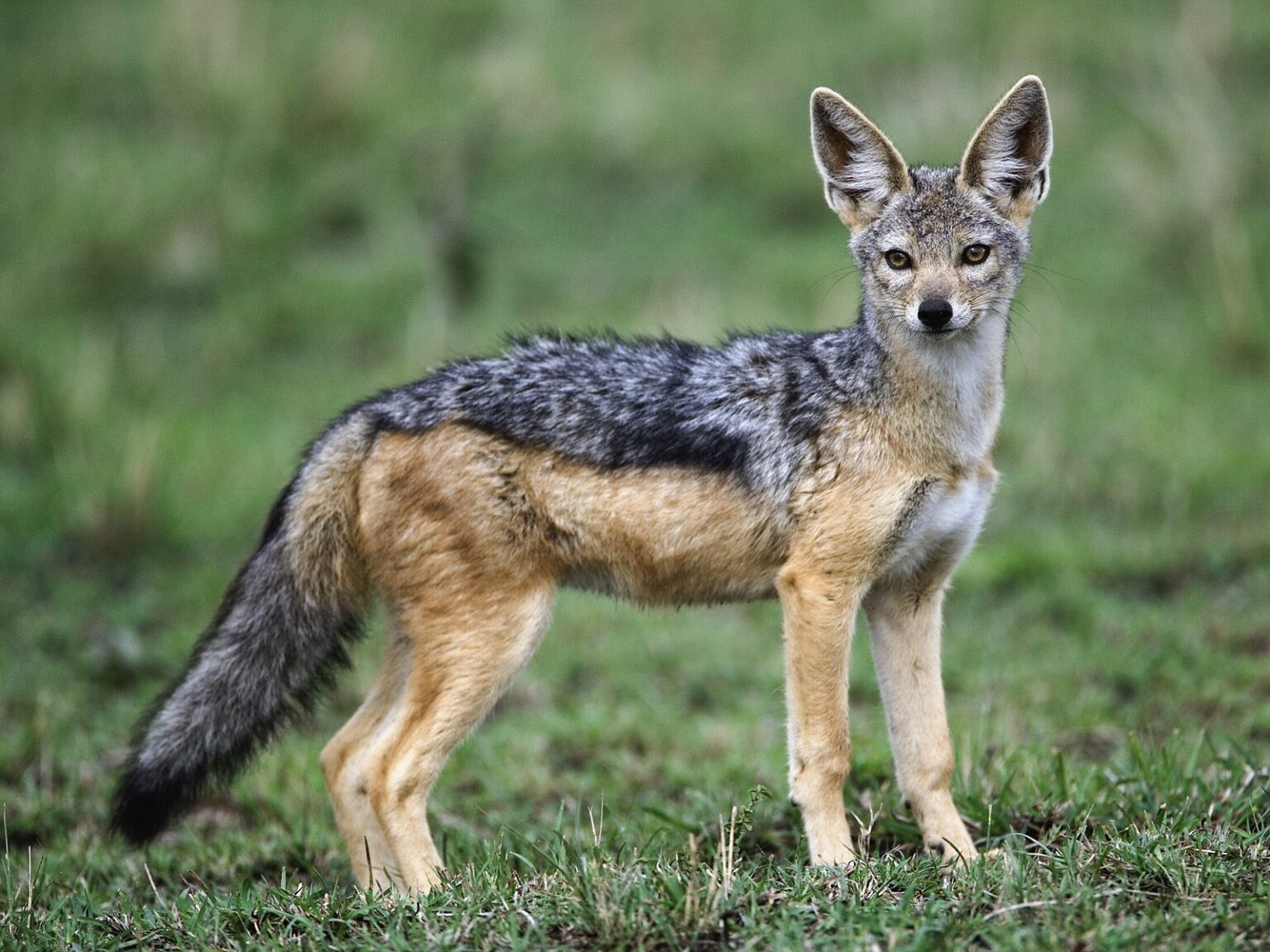 Animales terrestres: Tipos, características y ejemplos