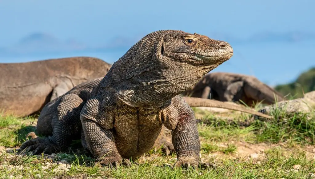 Animales terrestres: Tipos, características y ejemplos