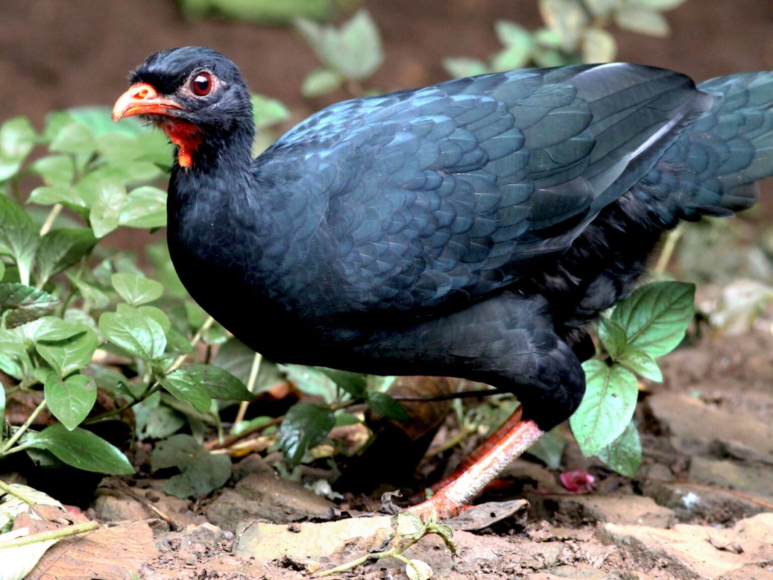 +300 Animales del bosque (fascinantes) que de seguro no conoces
