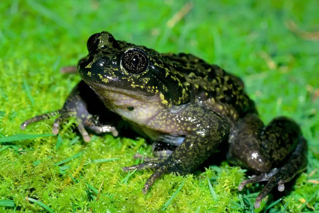 +300 Animales del bosque (fascinantes) que de seguro no conoces