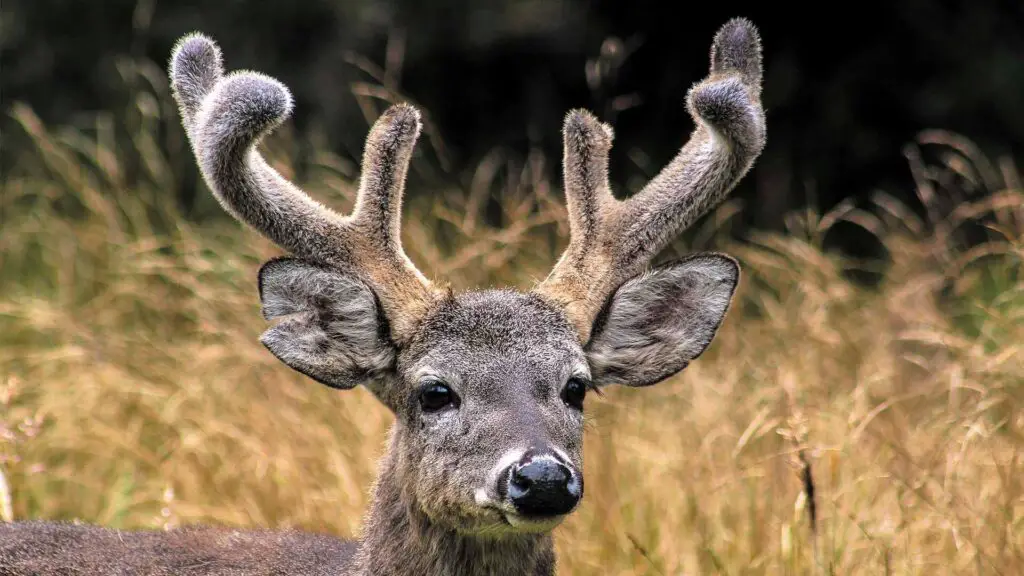 Animales vivíparos: ¿Cuáles son? Tipos, ejemplos y características