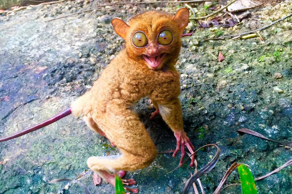 Nombres de animales mamíferos: Especies, hábitat y características