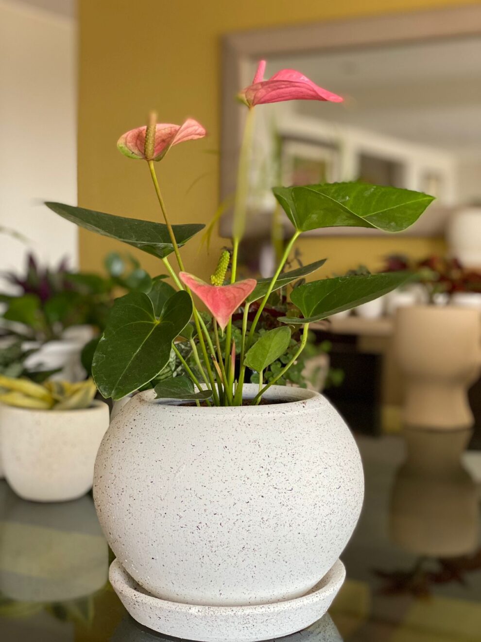 Las más bonitas plantas para interiores salas
