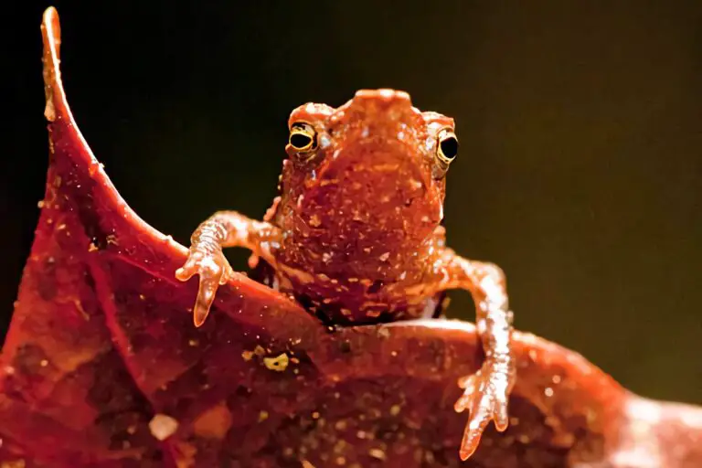 Nombres de animales raros, únicos y fascinantes [Especies y ejemplos]