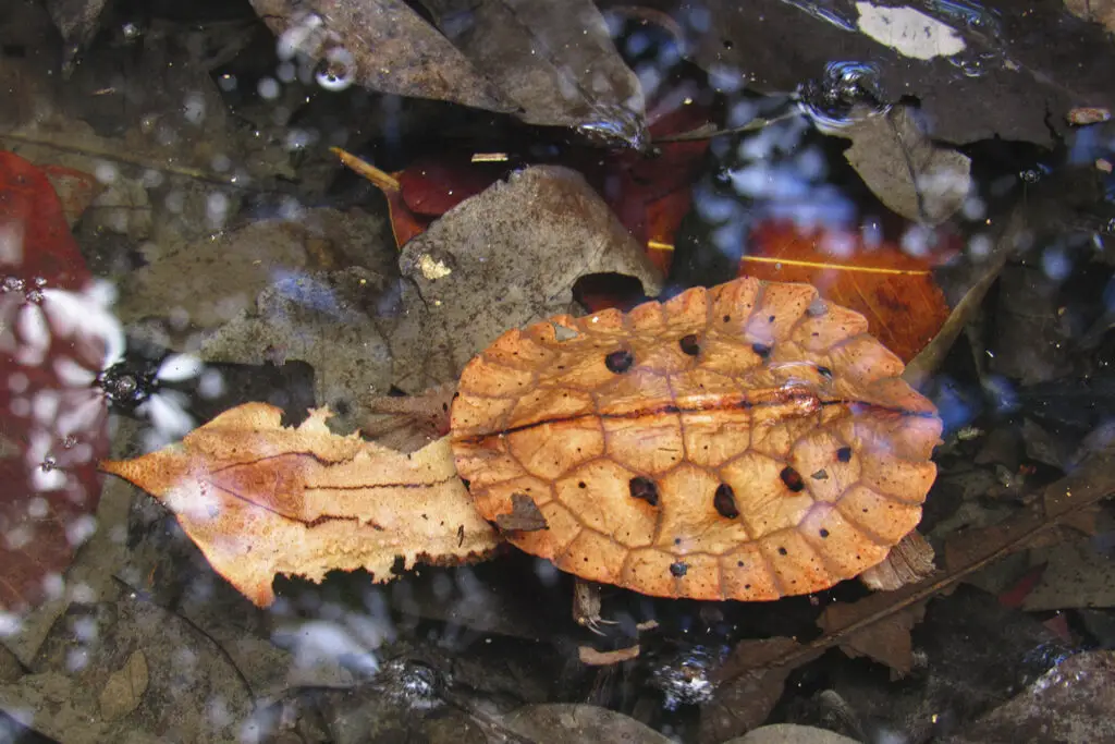 Nombres de animales raros, únicos y fascinantes [Especies y ejemplos]